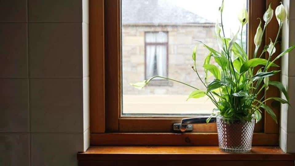 What to Do if You Have Mold Growth - Mold Zero